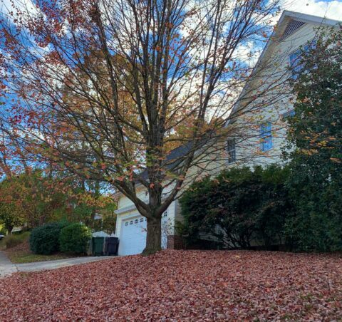 What Falling Leaves Show Us - Release to Renew! - Joy Dunlap | Writer ...