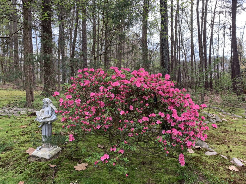 Parade of Delight - Joy Dunlap | Writer | Speaker